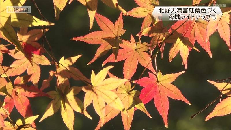 北野天満宮 御土居のもみじ苑 紅葉色づく 京都市上京区｜KBS京都